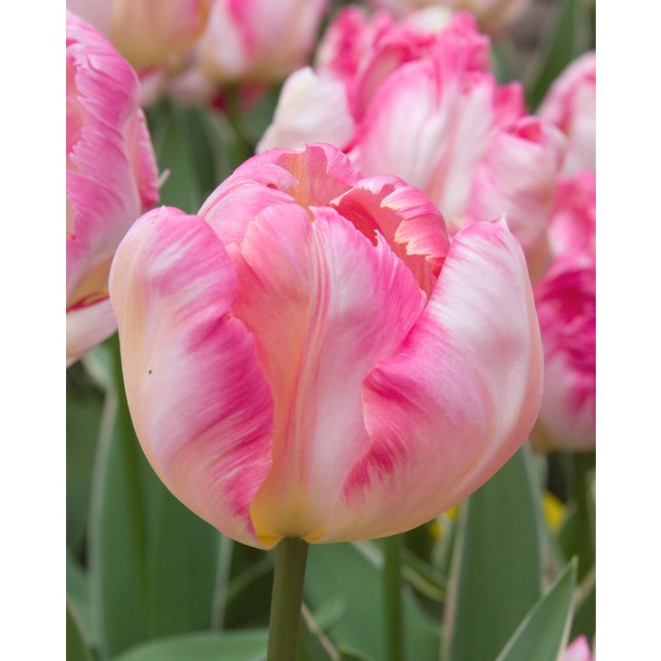 Tulip Silver Parrot from Peter Nyssen flower bulbs and plants