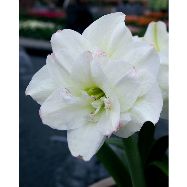 Amaryllis (Hippeastrum) White Amadeus from Peter Nyssen flower bulbs ...