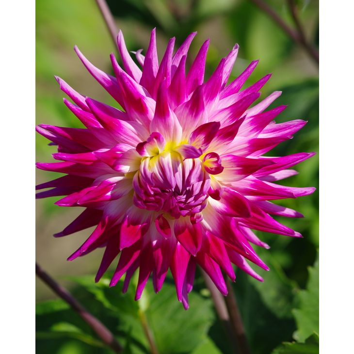 Dahlia Electric Light