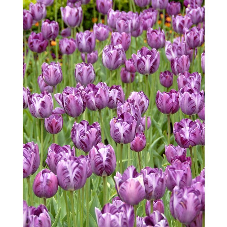 Tulip Heritage Columbine Bulbs | Peter Nyssen | Buy Flower Bulbs and ...