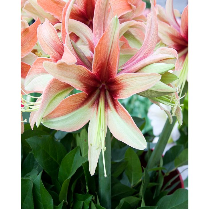 Amaryllis (Hippeastrum) Wild Amazone Bulbs | Peter Nyssen | Buy Flower ...