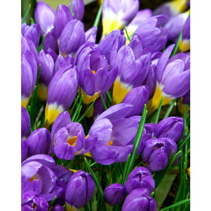 Crocus Sieberi Tricolor Bulbs | Peter Nyssen | Buy Flower Bulbs and ...