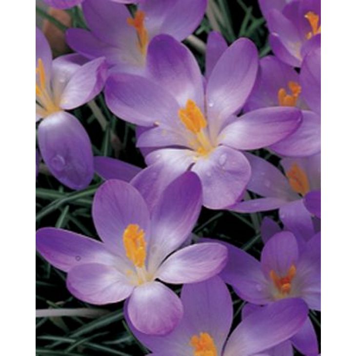 Crocus Tommasinianus Whitewell Purple Bulb | Peter Nyssen | Buy Flower ...