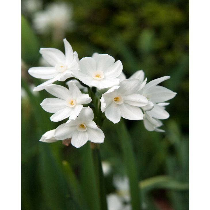 Indoor Flowering Narcissus Paperwhite Ziva (Christmas Flowering) Bulb ...