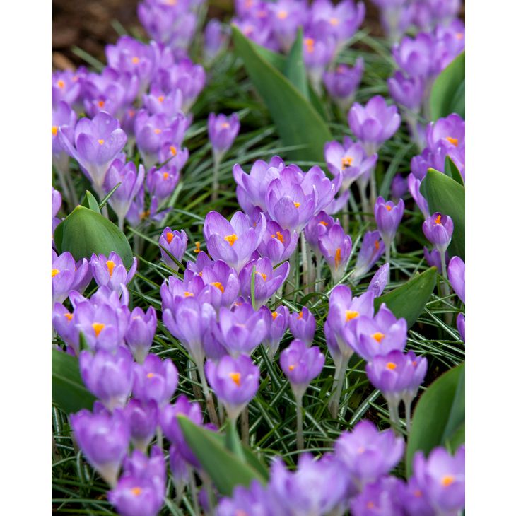 Crocus Tommasinianus Barr's Purple Bulbs | Peter Nyssen | Buy Flower ...