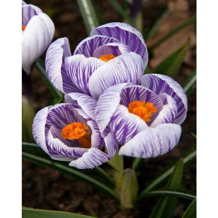 Dutch Crocus Pickwick Bulbs | Peter Nyssen | Buy Flower Bulbs and ...