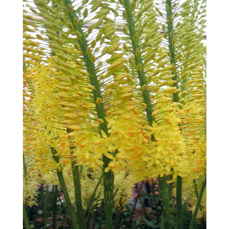 Eremurus Yellow Giant Bulbs | Peter Nyssen | Buy Flower Bulbs and ...