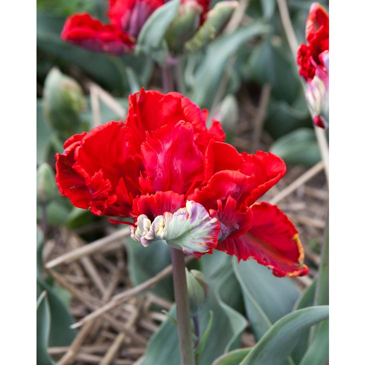 Tulip Rococo Double
