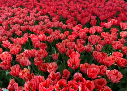 Buy High-Quality Flower Bulbs Online | Peter Nyssen
