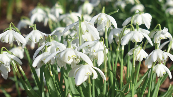 Bulbs in the Green UK | Plant Snowdrops, Bluebells & More | Peter Nyssen