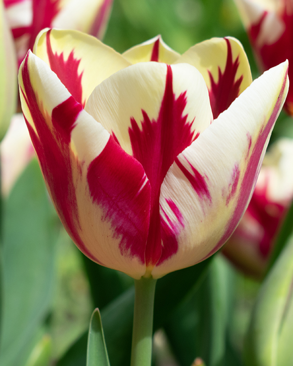 Top Tulip Varieties to See at Houghton Hall This April
