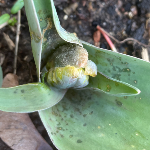 Tulip Fire, instructions on how to remove infected tulips by Peter Nyssen