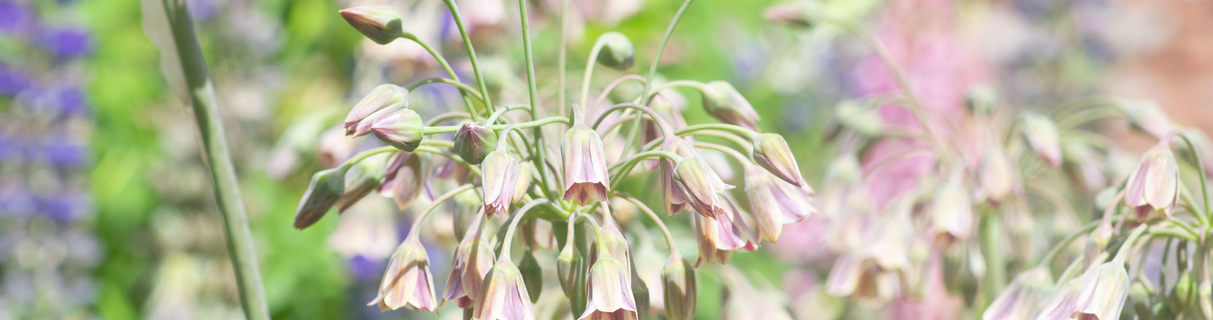 Bees, pollinators and more with Helen Bostock. An interview with the ...