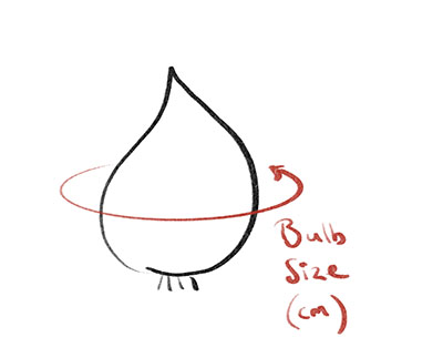 Flower Bulb sizes - Peter Nyssen's guide to what the numbers mean and ...