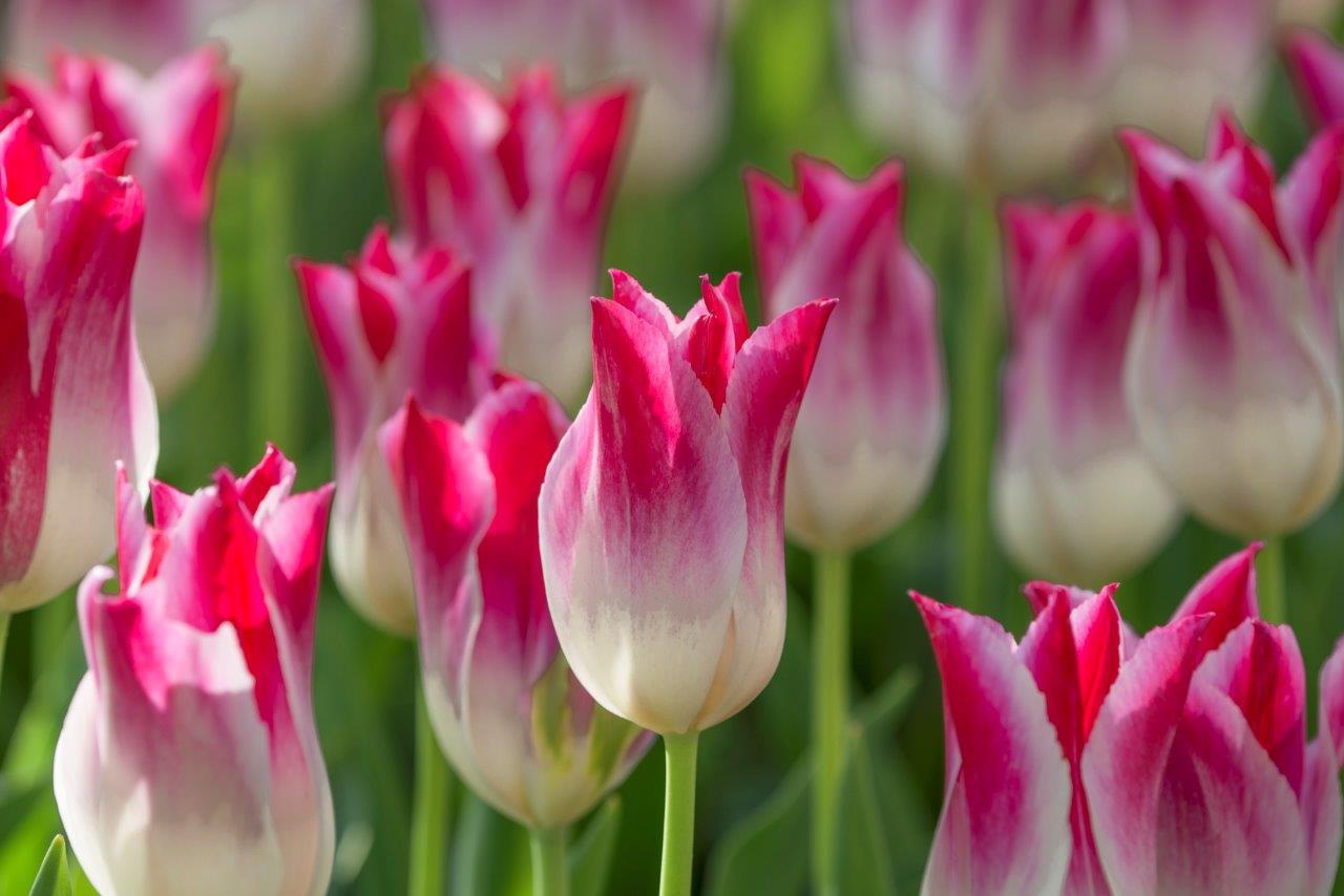 Tulip White Triumphator