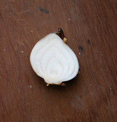 Flower Bulb sizes - Peter Nyssen's guide to what the numbers mean and ...