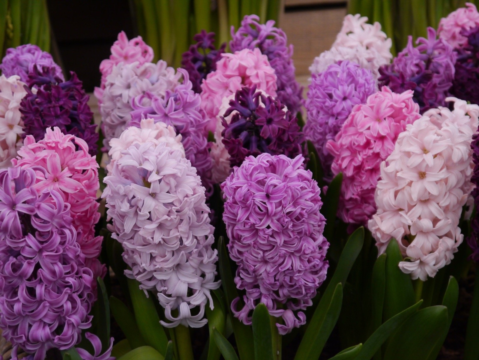 Autumn Planting Bulbs | Spring Flowering Bulbs | Peter Nyssen