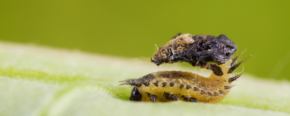 Bees, pollinators and more with Helen Bostock. An interview with the ...