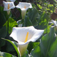 Flower Bulb sizes - Peter Nyssen's guide to what the numbers mean and ...